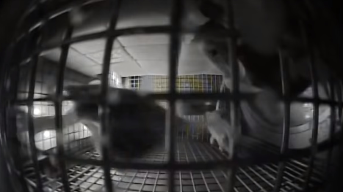 Space mice surprise scientists by inventing a microgravity game on the ...
