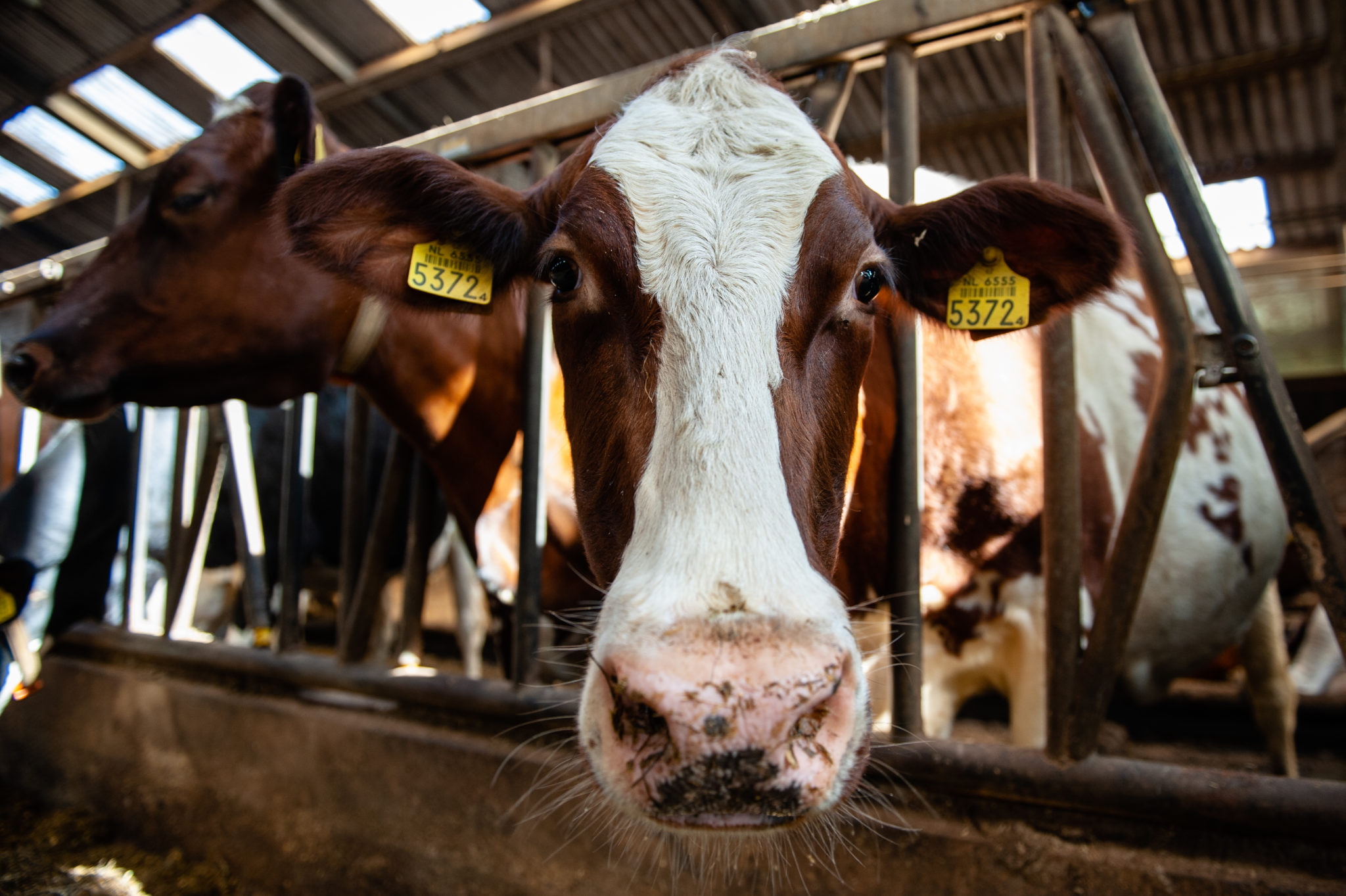 Farmers 'horrified' after EPA tells people to eat less meat | Newstalk