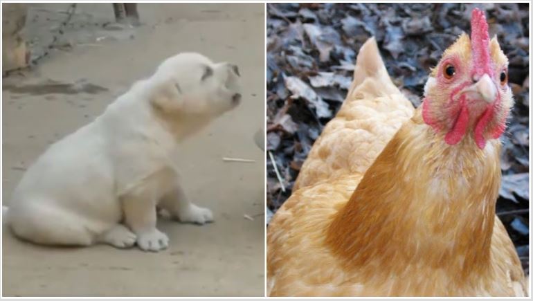 This Puppy Thinks He's A Chicken And It's The Cutest Thing Ever