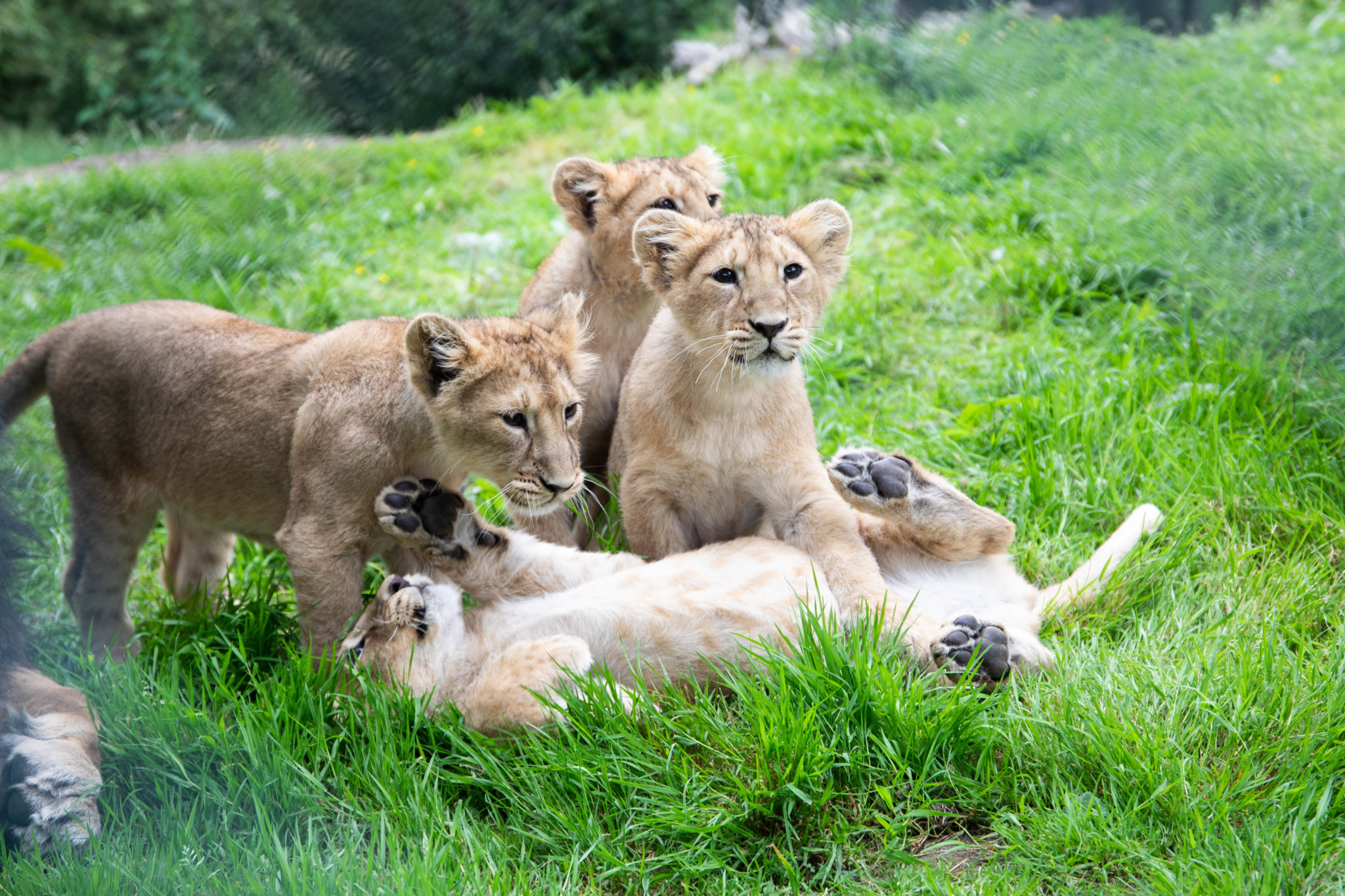 Public chooses names for the four Asian Lion cubs at Fota Wildlife Park ...