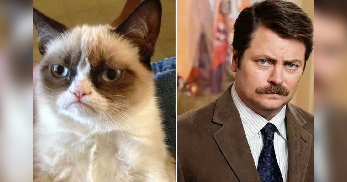 New Study Shows Cats Mirror Their Owner's Personality Traits