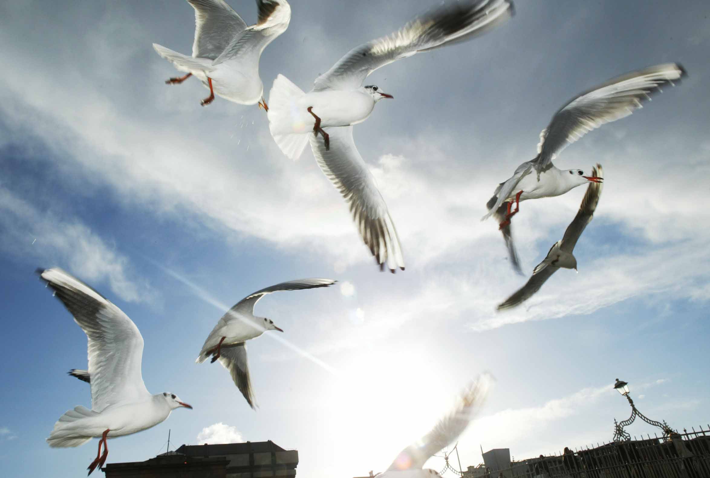 "Anti-Seagull" Reusable Bin Bags To Be Trialled In Dublin City | www ...
