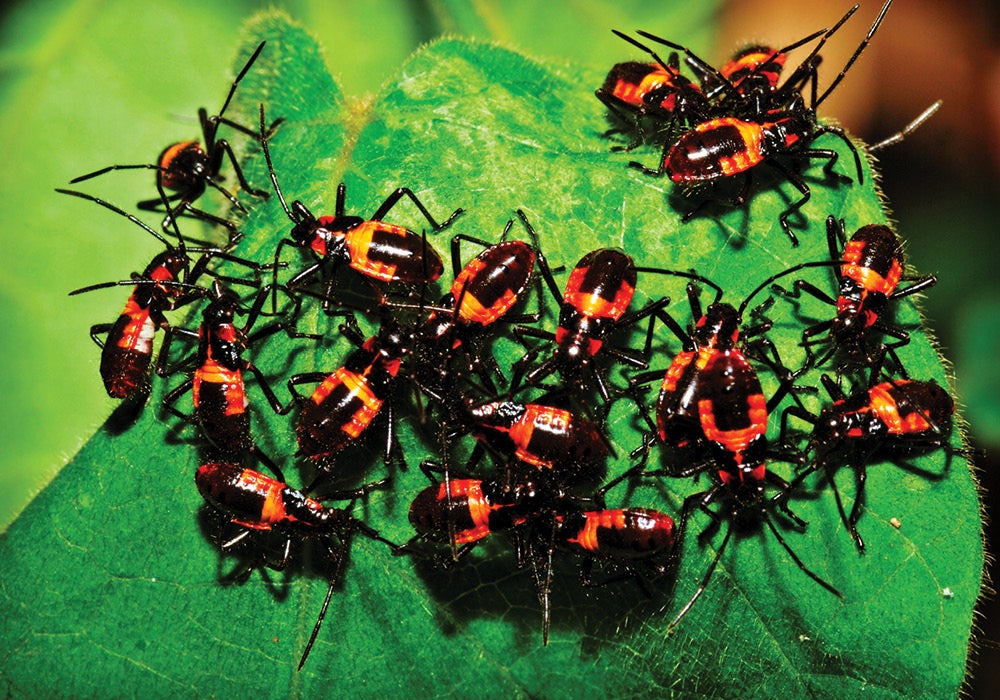 Down To Earth: Bug Apocalypse | Newstalk