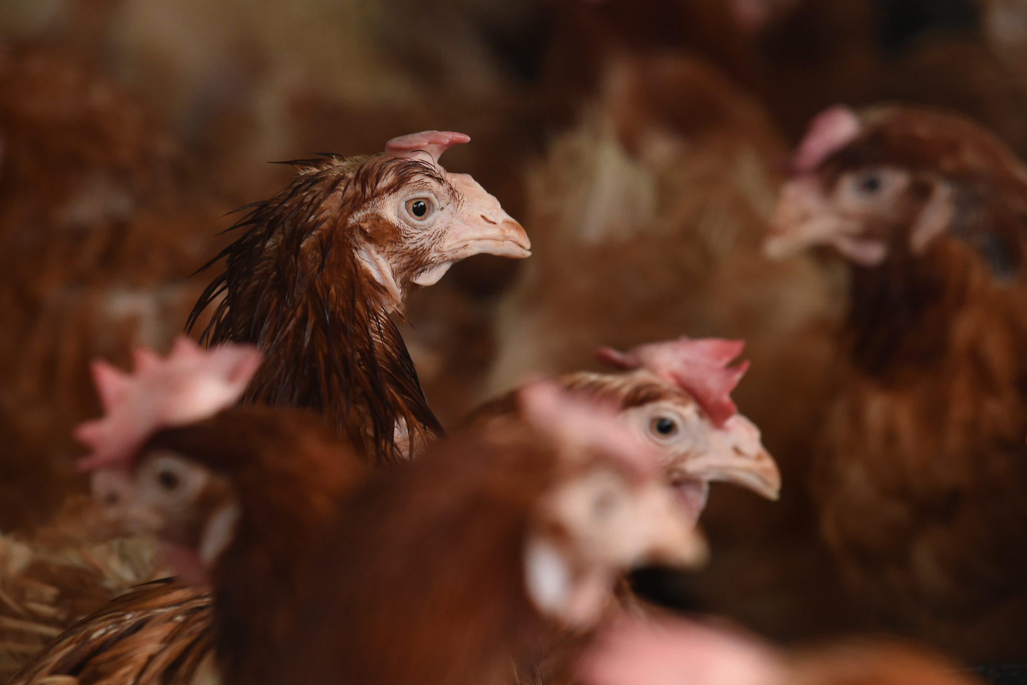 Thousands of battery hens facing slaughter need homes | Newstalk