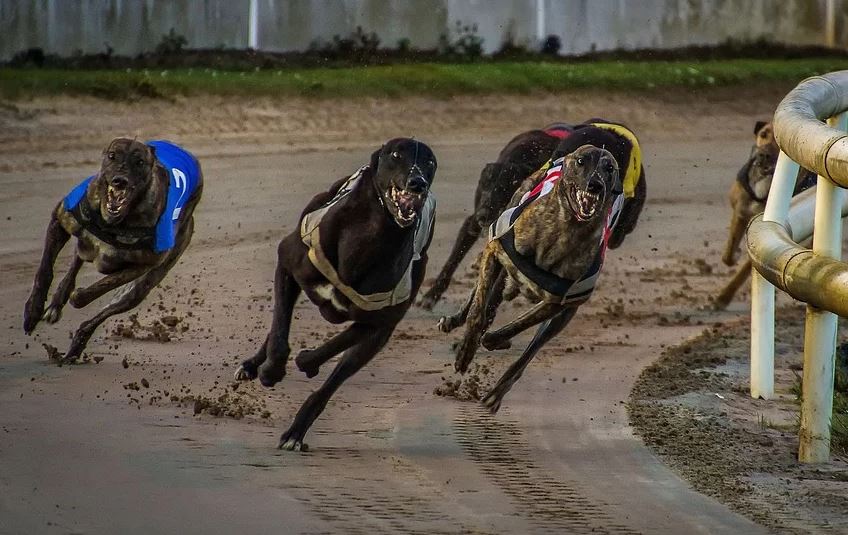 The Future of Greyhound Racing in Ireland | Newstalk