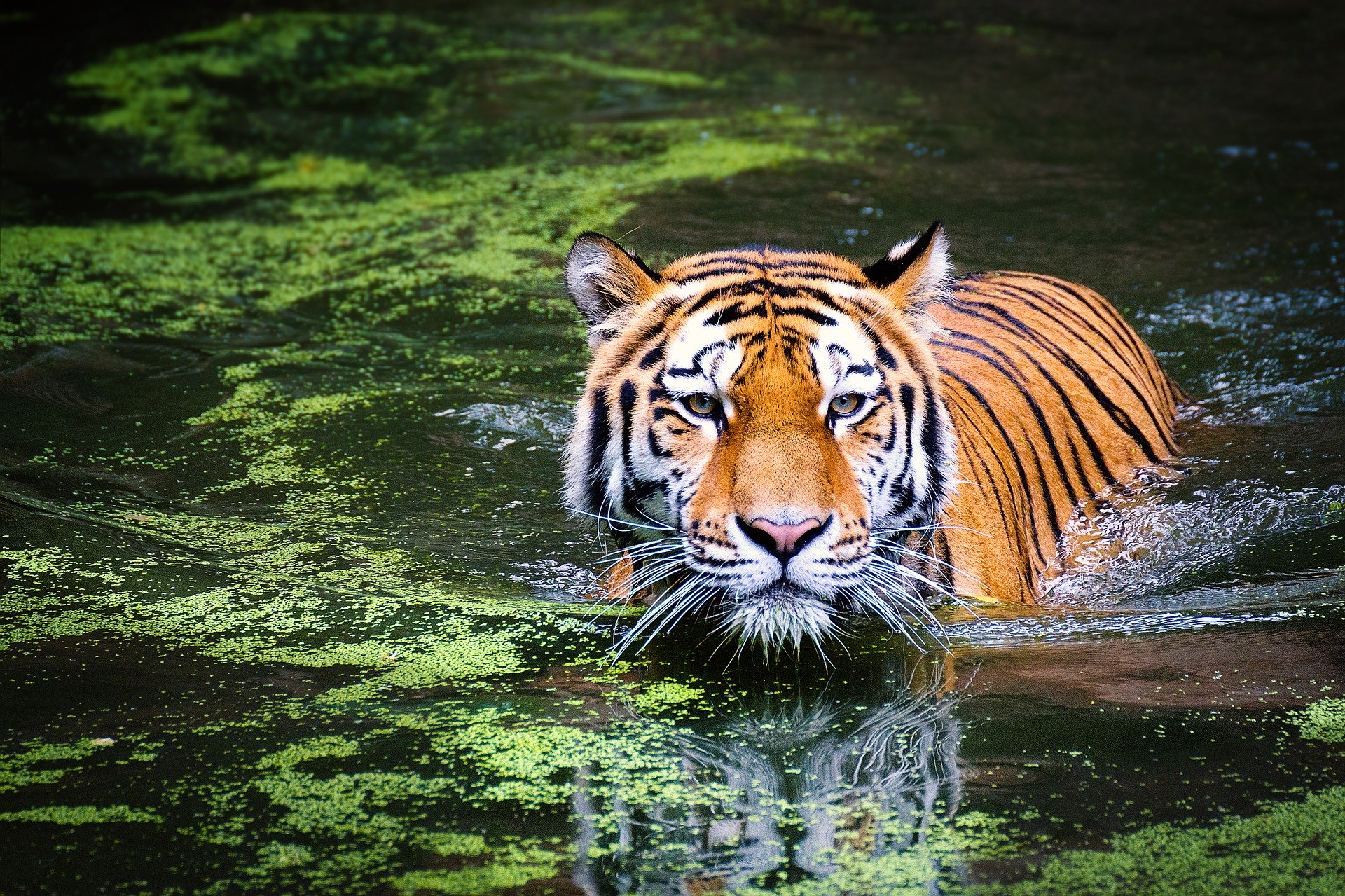 Ukrainian lions and tigers evacuated safely to Poland | Newstalk