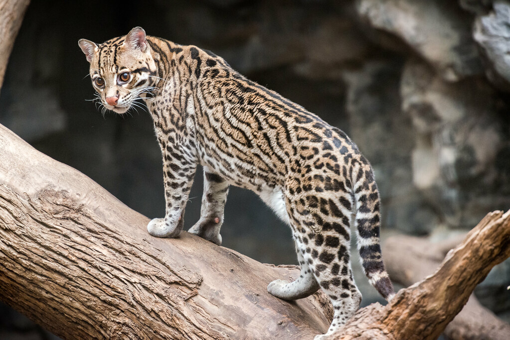Training a wild Ocelot in Peru | Newstalk