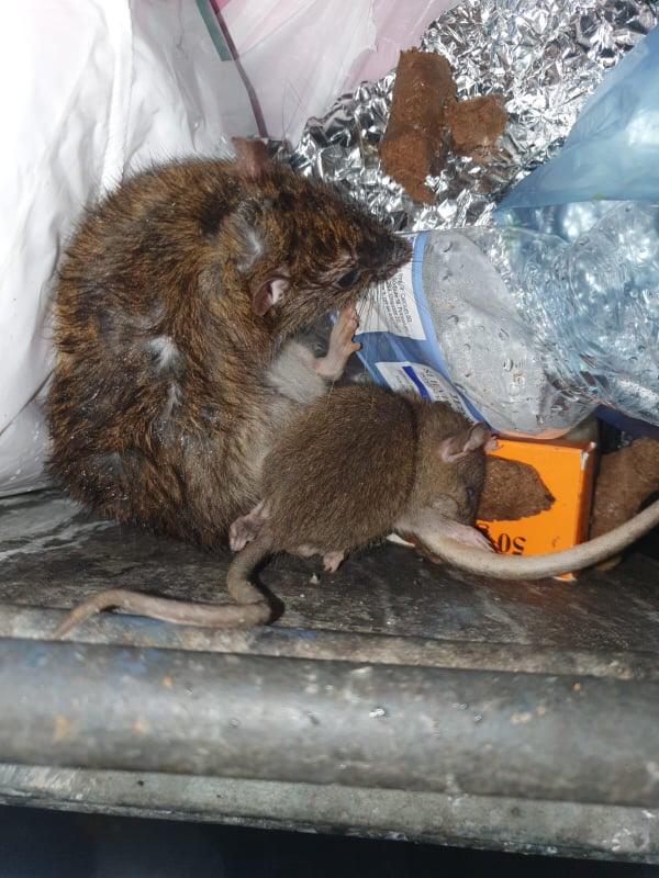 Call for landlords to take control after 'astonishingly' large rats ...