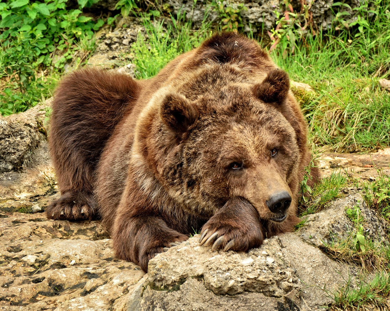 Why are bears on restaurant menus in Albania? | Newstalk