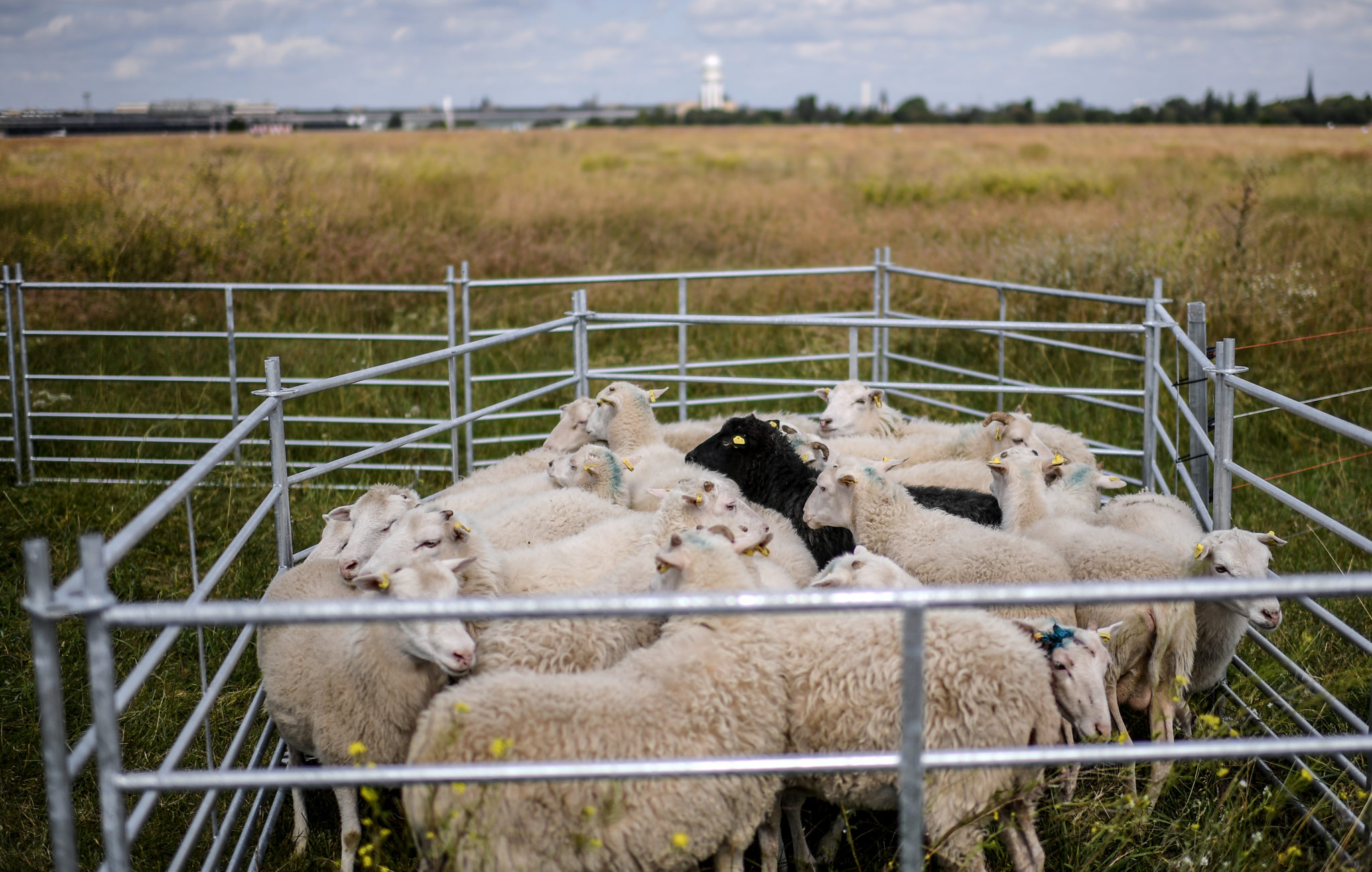 The growing issue of sheep attacks | Newstalk