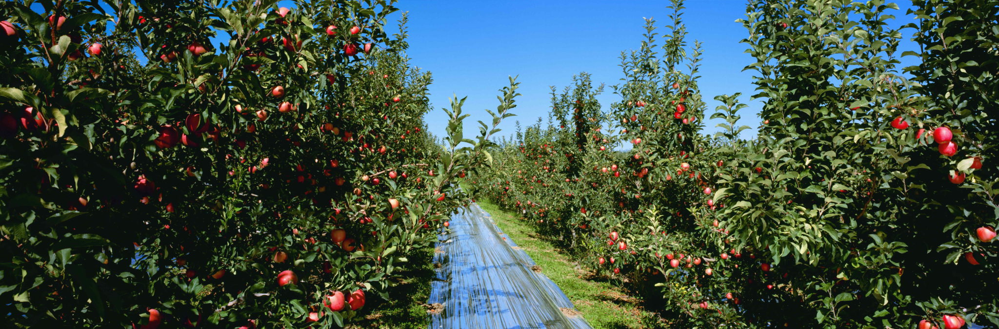 Is It Time To Brightened Up Our Drab City Streets With Fruit Trees ...