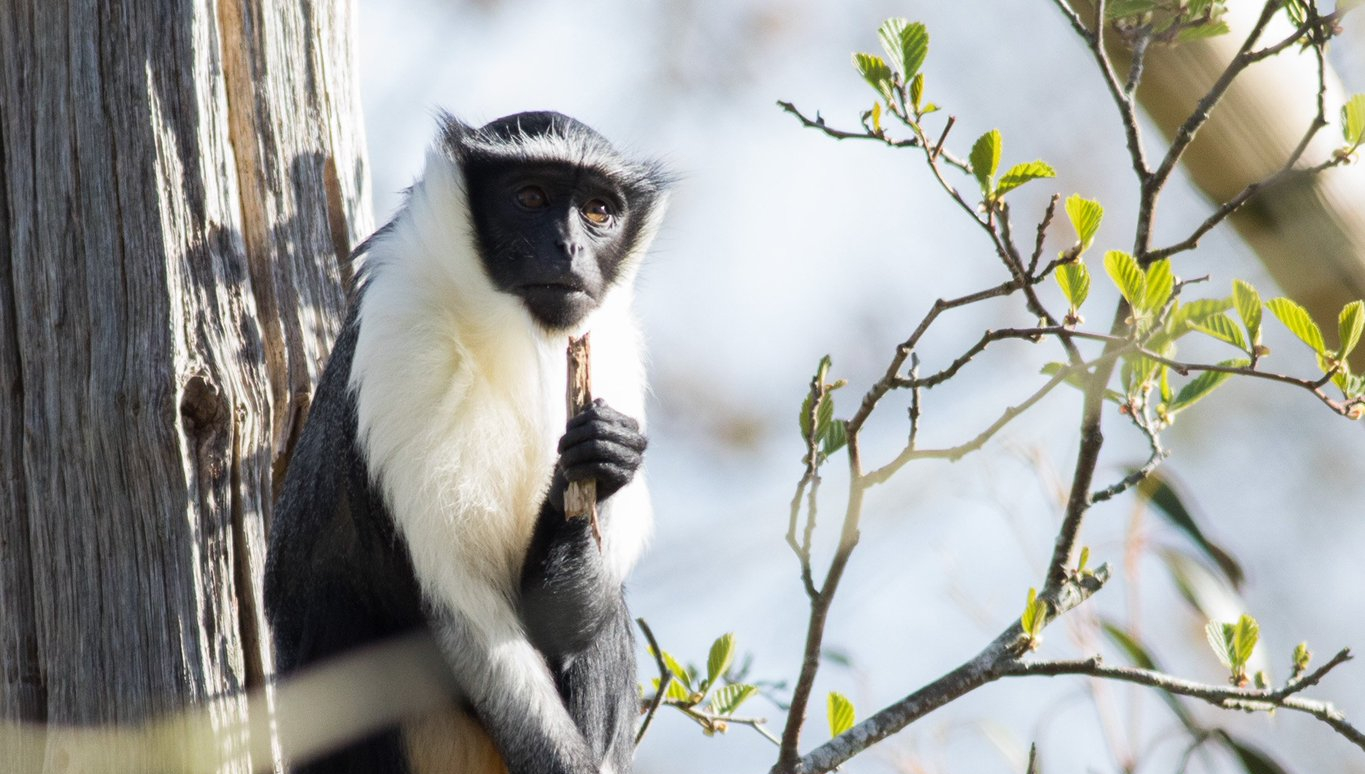 Monkey safely back in enclosure after daring escape at Fota Wildlife ...