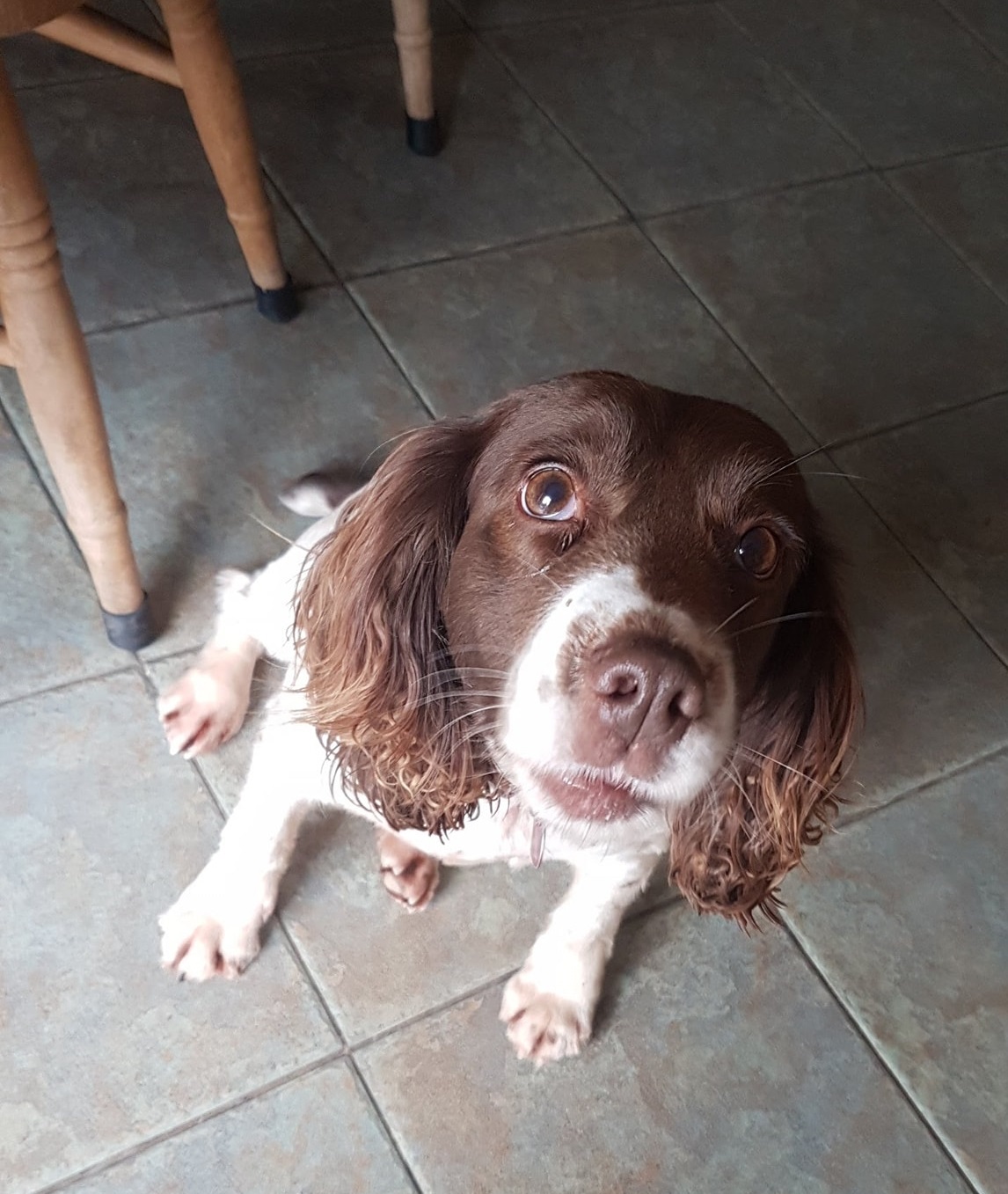 Tipperary woman's appeal for her missing dog Molly | Newstalk