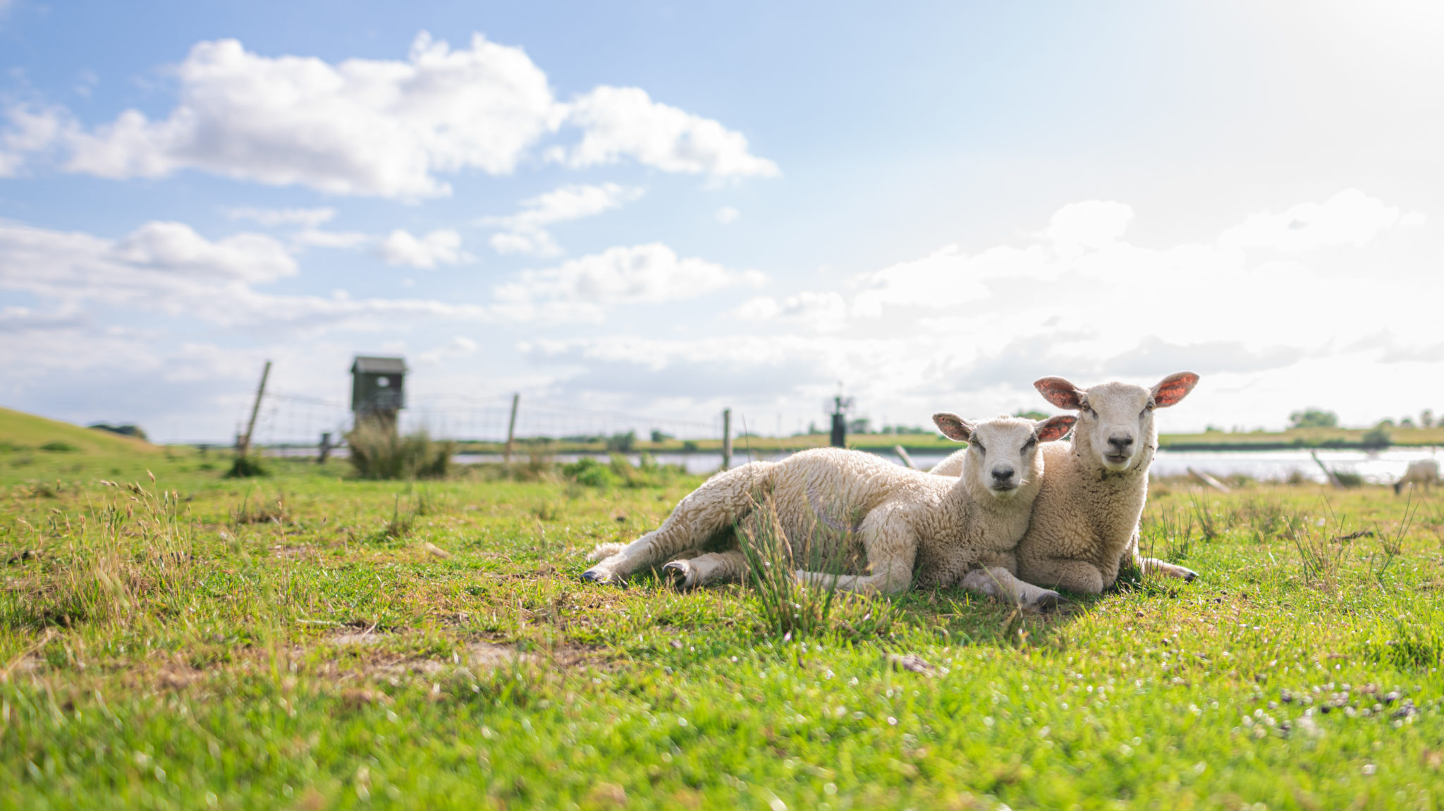 Sunshine a 'very welcome break' for farmers | Newstalk