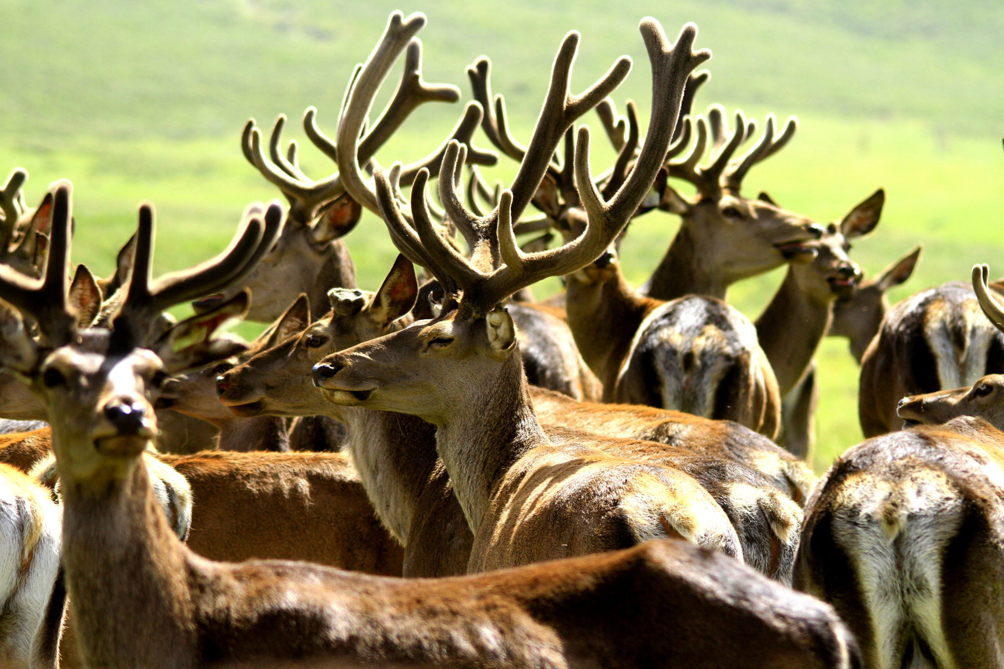 Landscape of death: Observing the decomposition of 300 deer | Newstalk