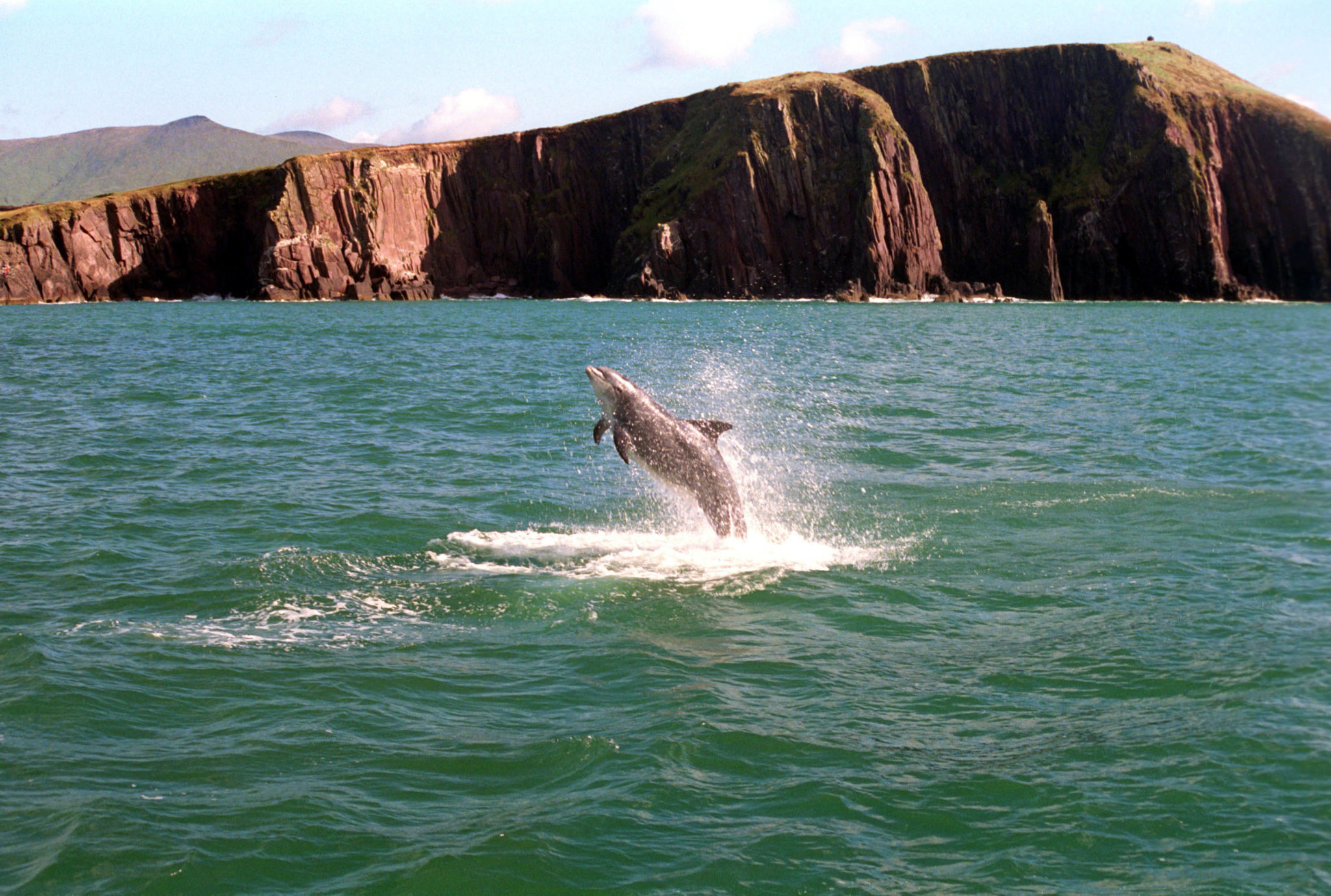 "It Just Doesn't Seem Real" - A Year Since Last Reported Sighting Of Fungie