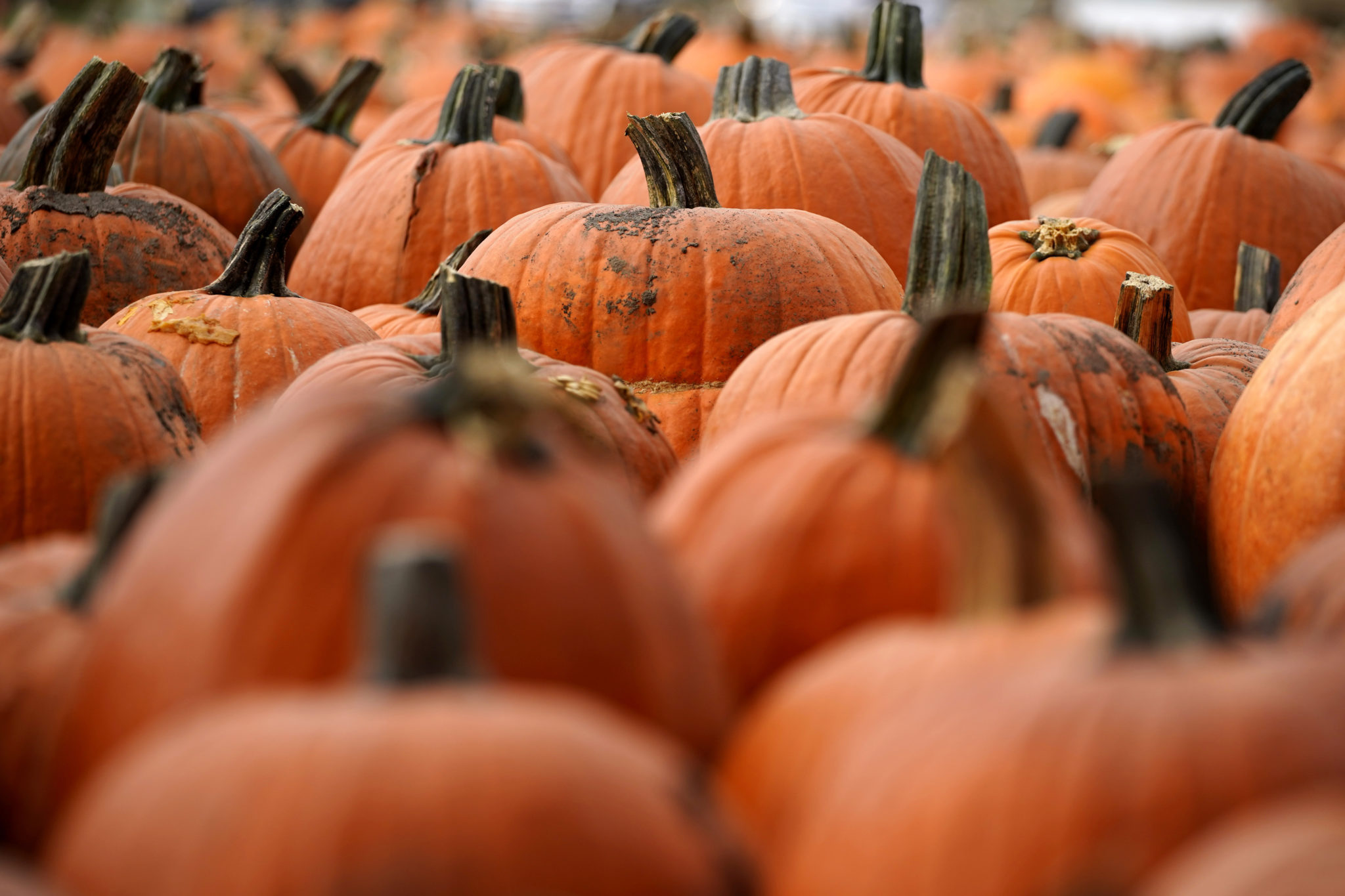 Don't waste your pumpkin: Darina Allen offers her top tips and recipes ...