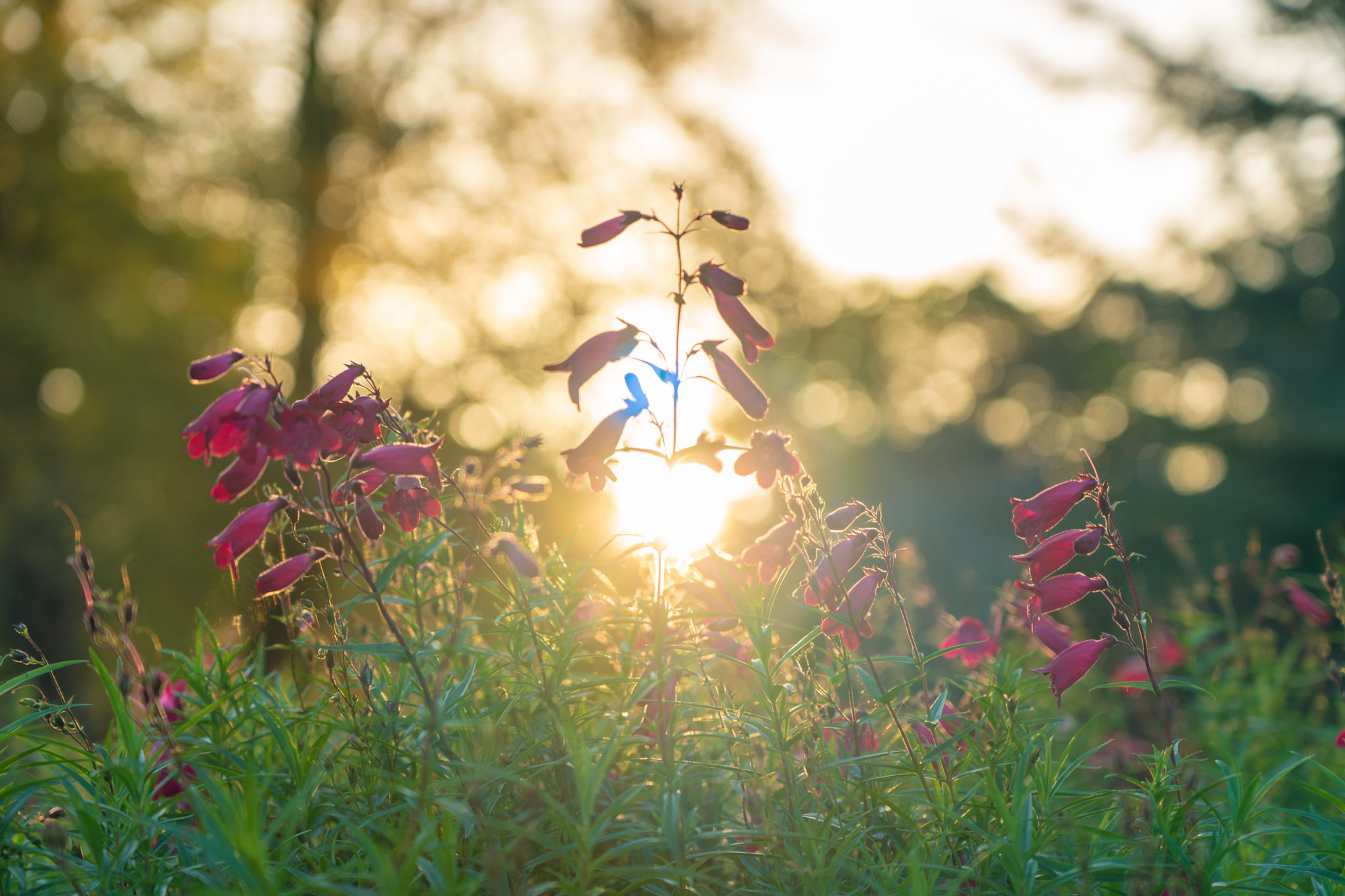 Gardening Tips And Advice With Paraic Horkan | Newstalk