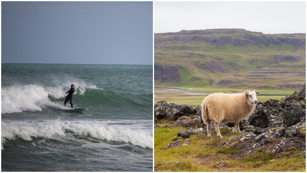 The Lucky Lahinch Sheep: Local Surfer Rescues A Stranded Sheep From ...