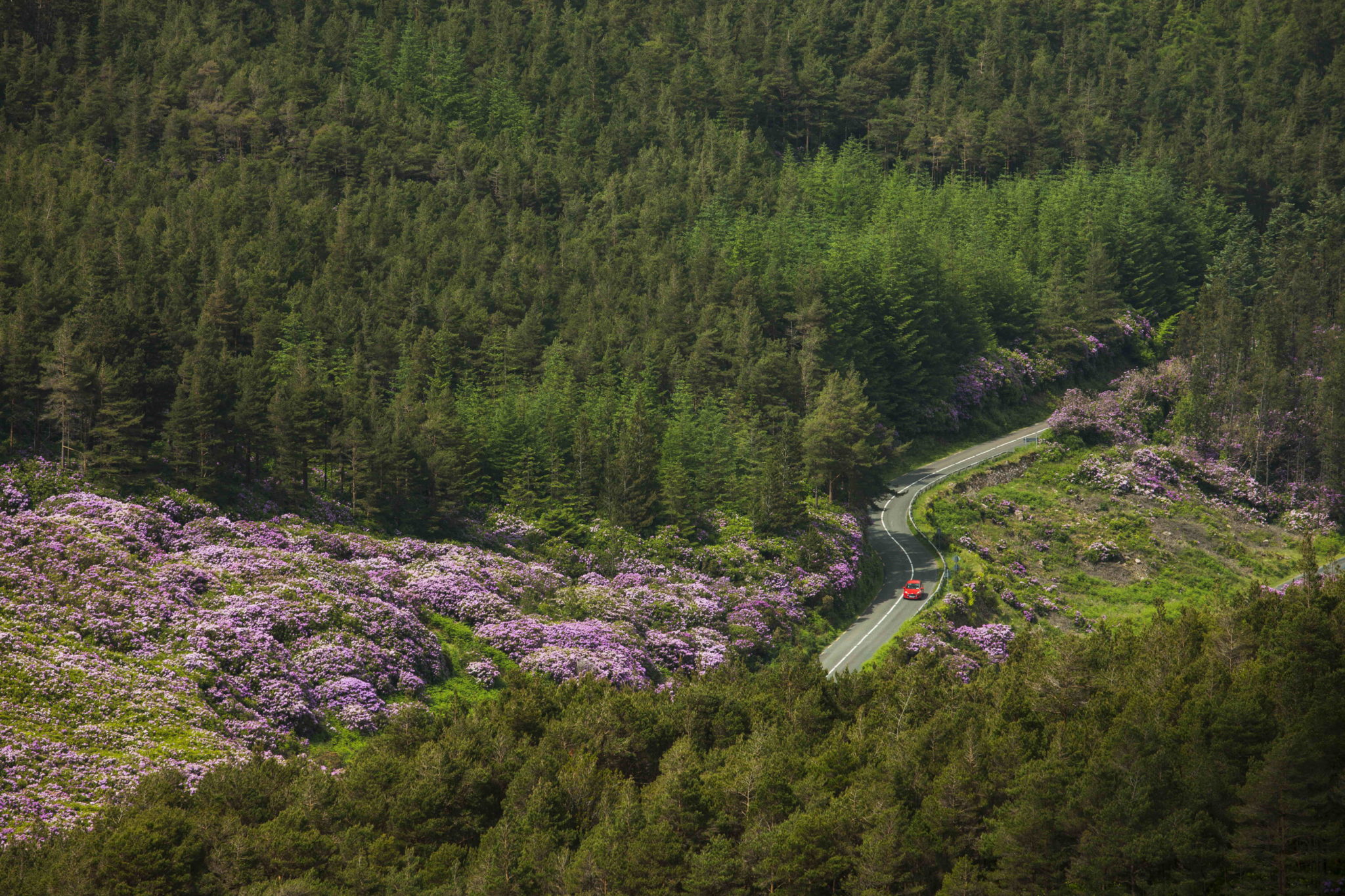Visitor numbers triple at some of Ireland's most popular forests | Newstalk