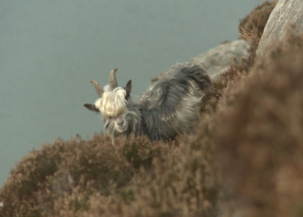 Fancy Looking After Goats On Howth Head? This Job Could Be For You ...