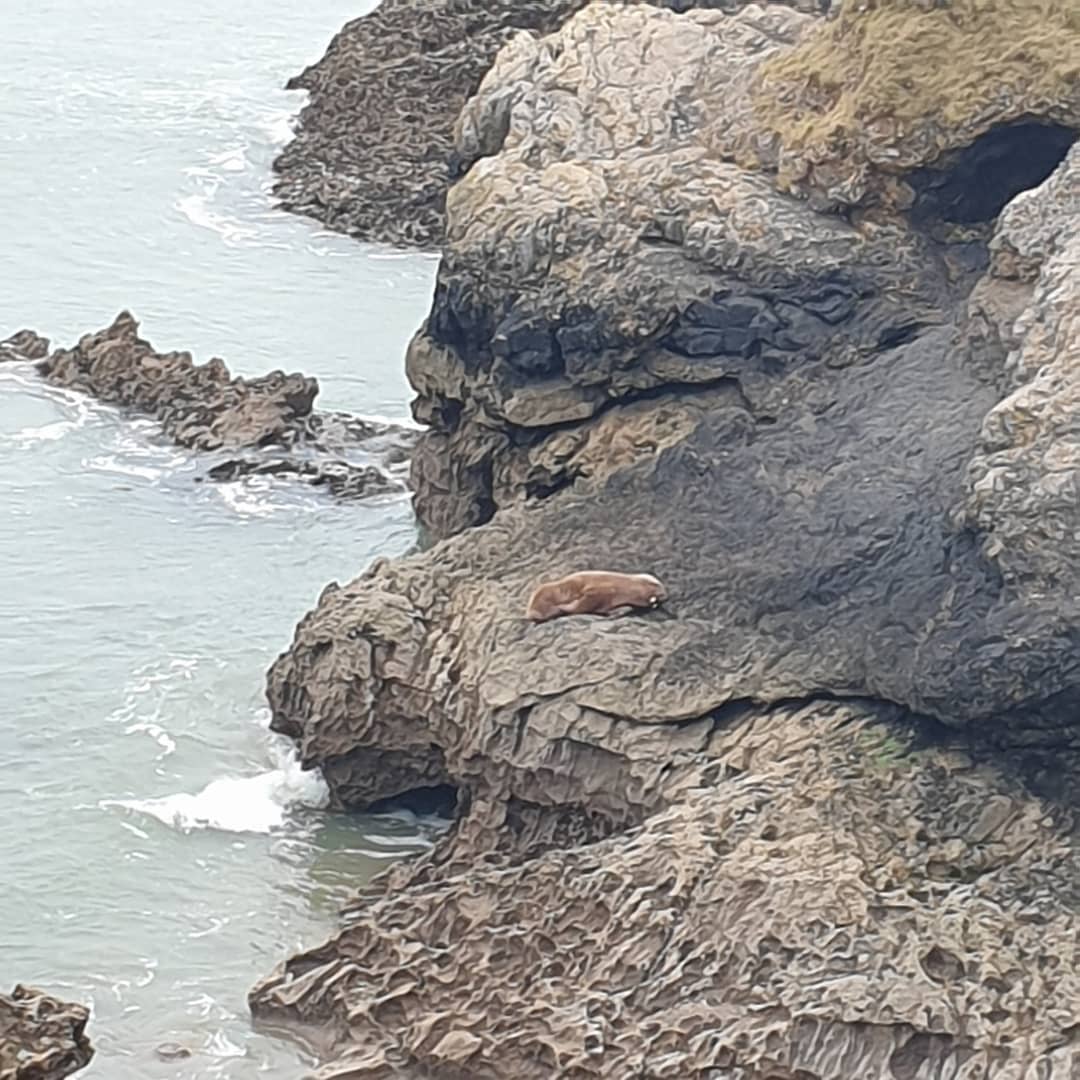 Watch: Arctic Walrus Which Washed Ashore In Kerry Reappears In Wales
