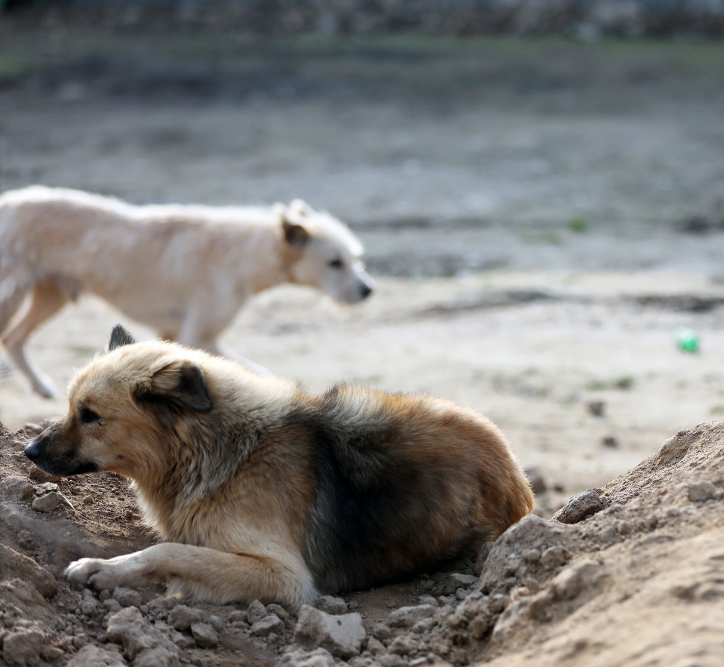 The Stray Dogs of Istanbul | Newstalk