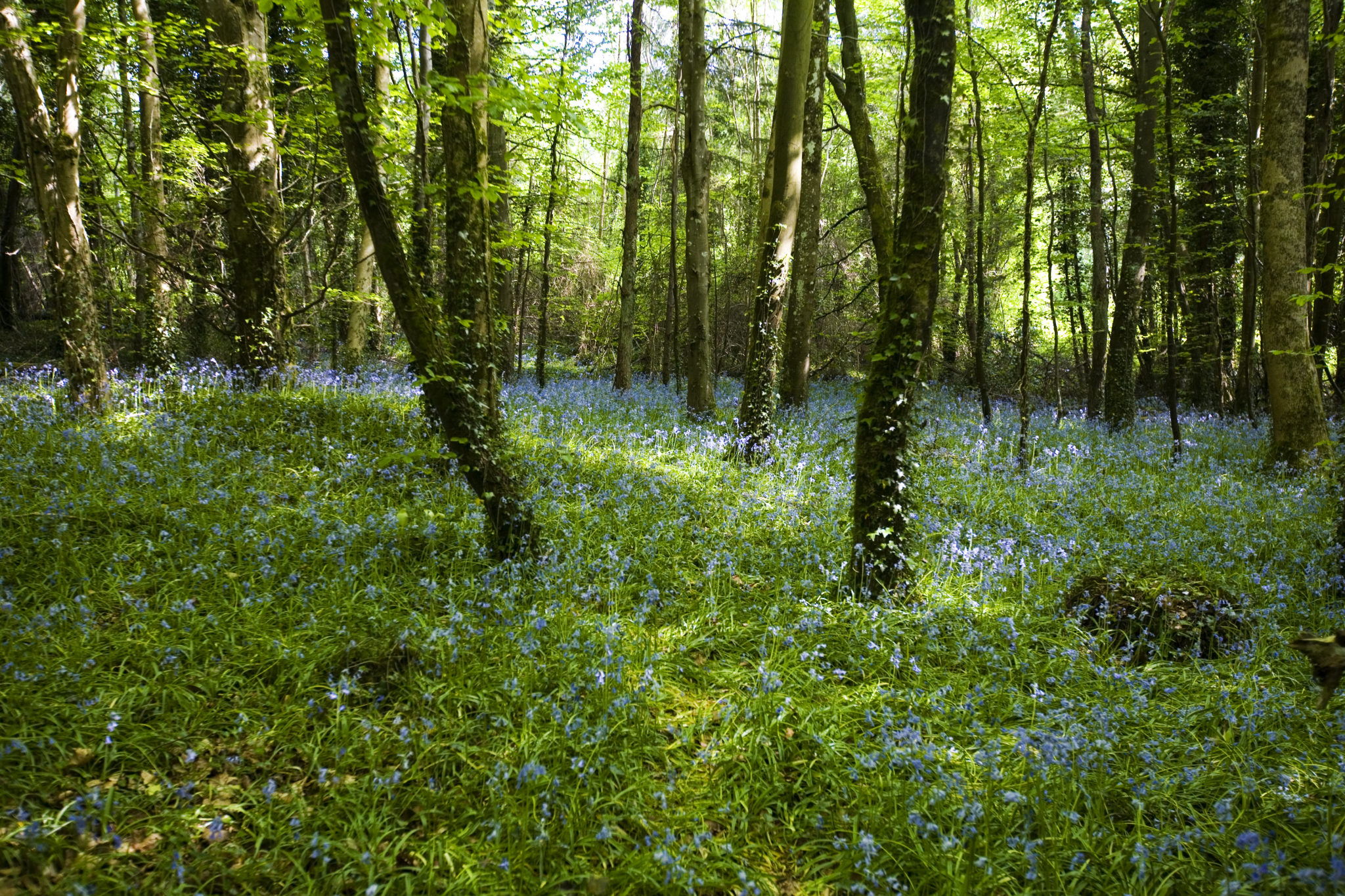 Why Is Rewilding Ireland Criticised For Being Anti-Farming And Anti ...
