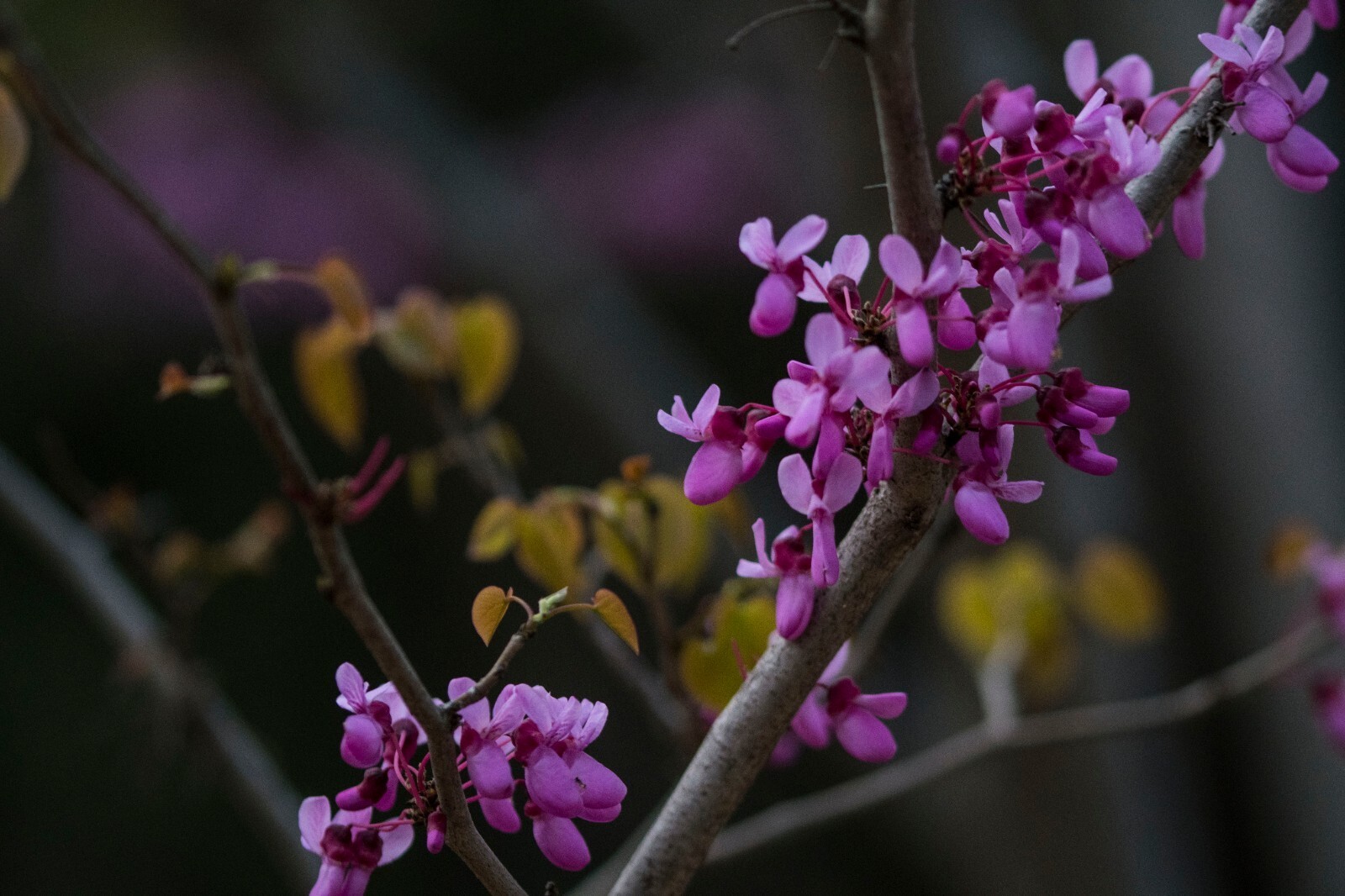 Spring Gardening With Paraic Horkan | Newstalk