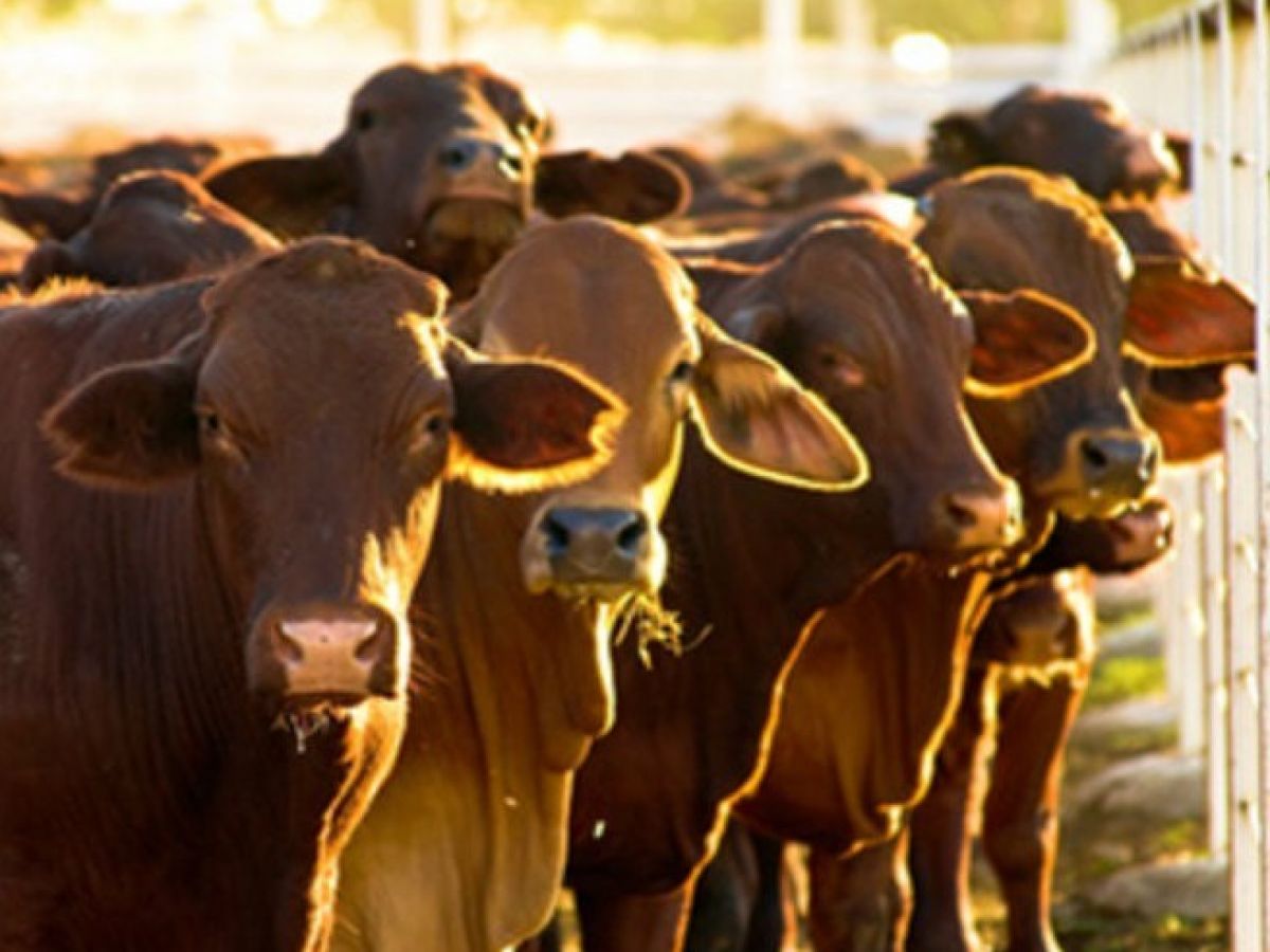 Should Ireland ban Live Exports? | Newstalk