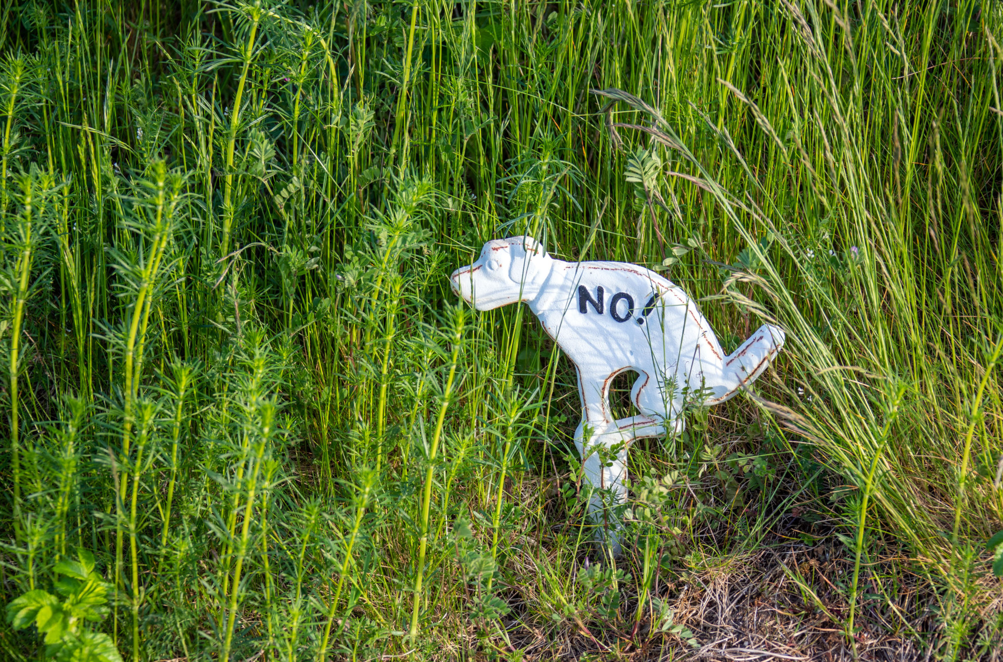 Paw Poo Patrol Planned For Cork City | Newstalk