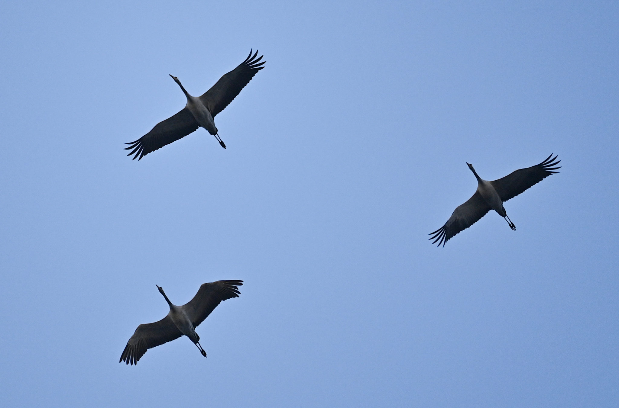 The Return Of The Flying Giants | Newstalk