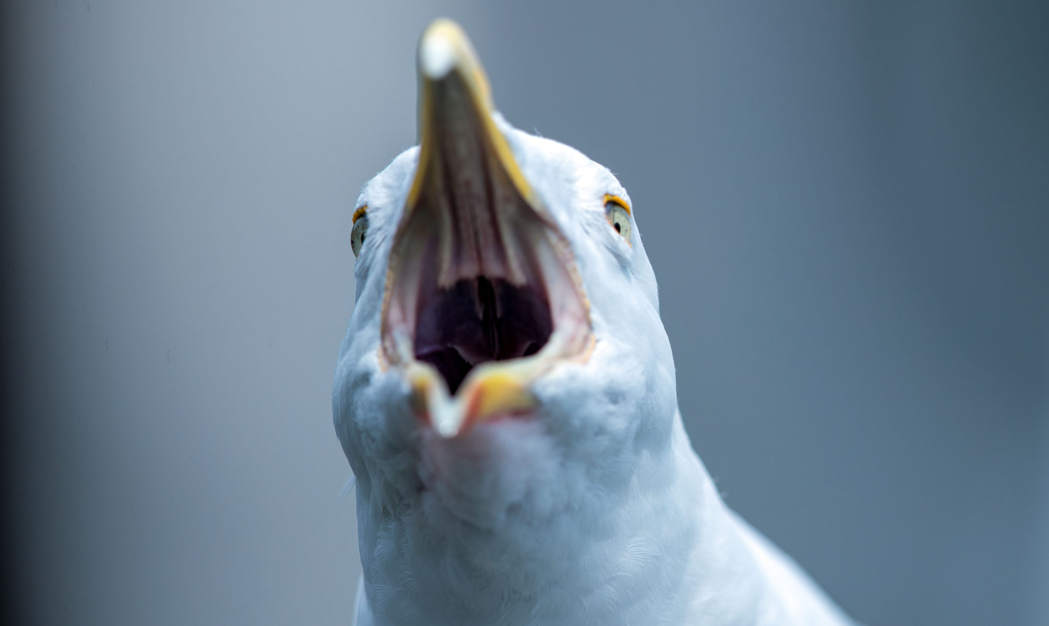 Seagulls are now a 'serious health and safety issue,' says TD | Newstalk