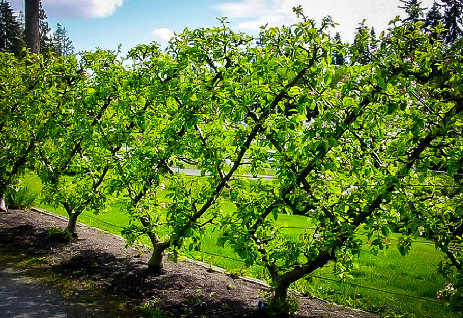Gardening Tips With Paraic Horkan | Newstalk