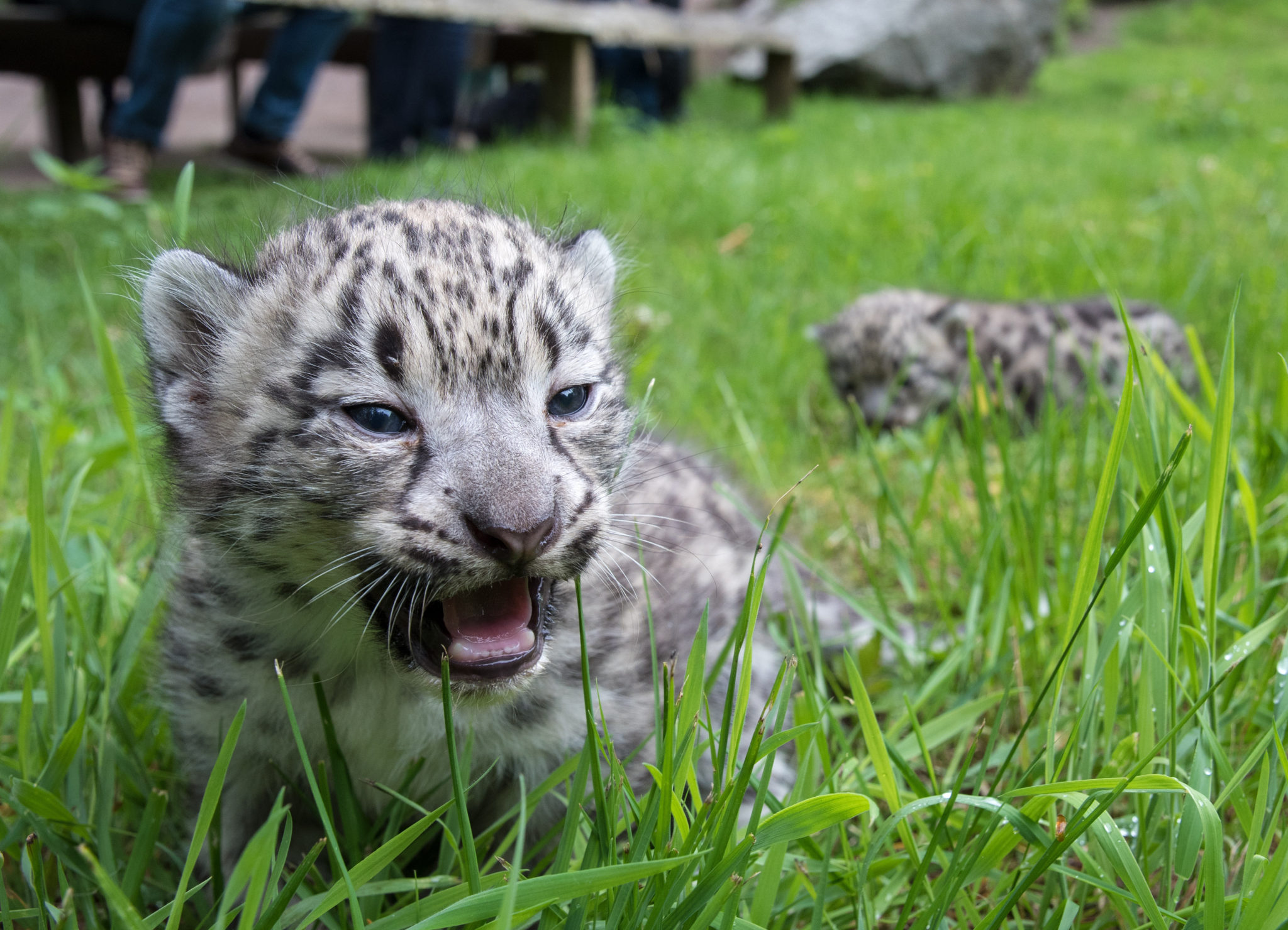 Climate Change Is Threatening Snow Leopards And Bumblebees | SPINSouthWest