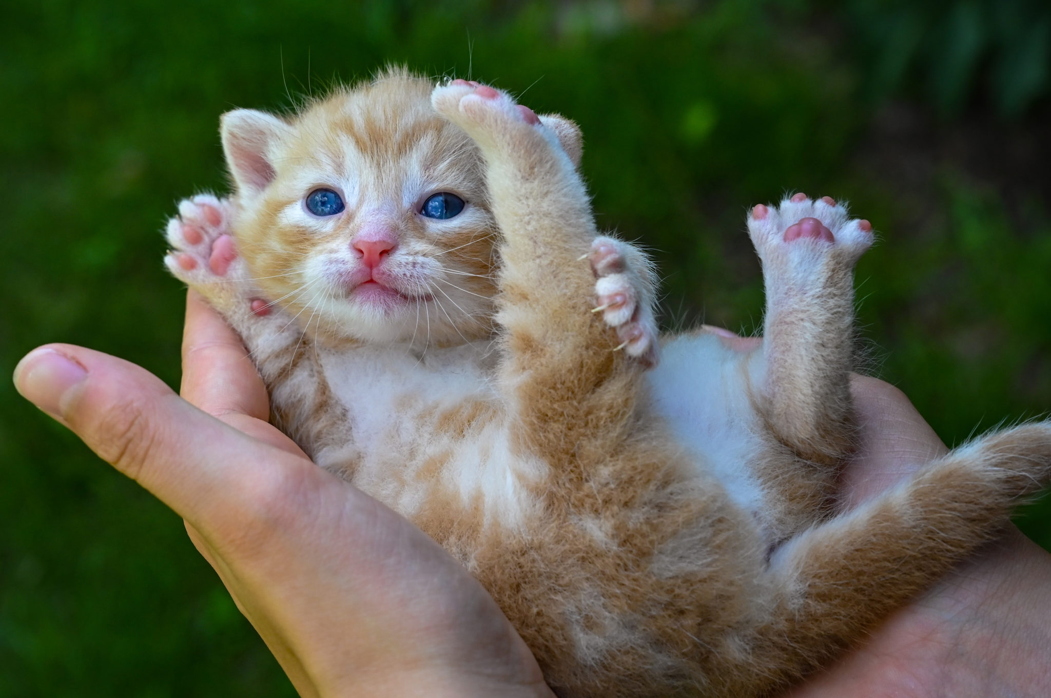 The Bad Habits of Pets | Newstalk