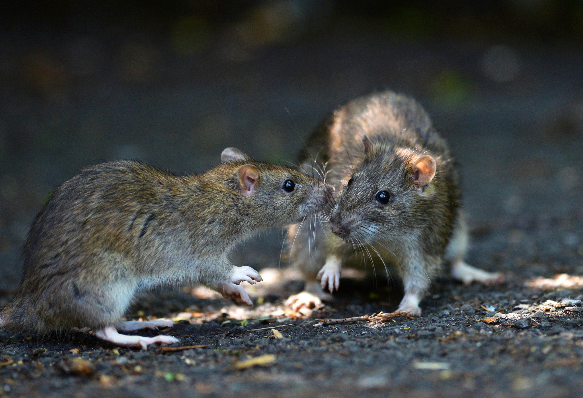 Rat related call outs jump by 50% | Newstalk