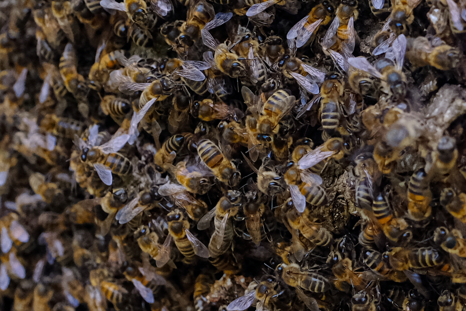 Futureproof Extra: The Human Swarm | Newstalk