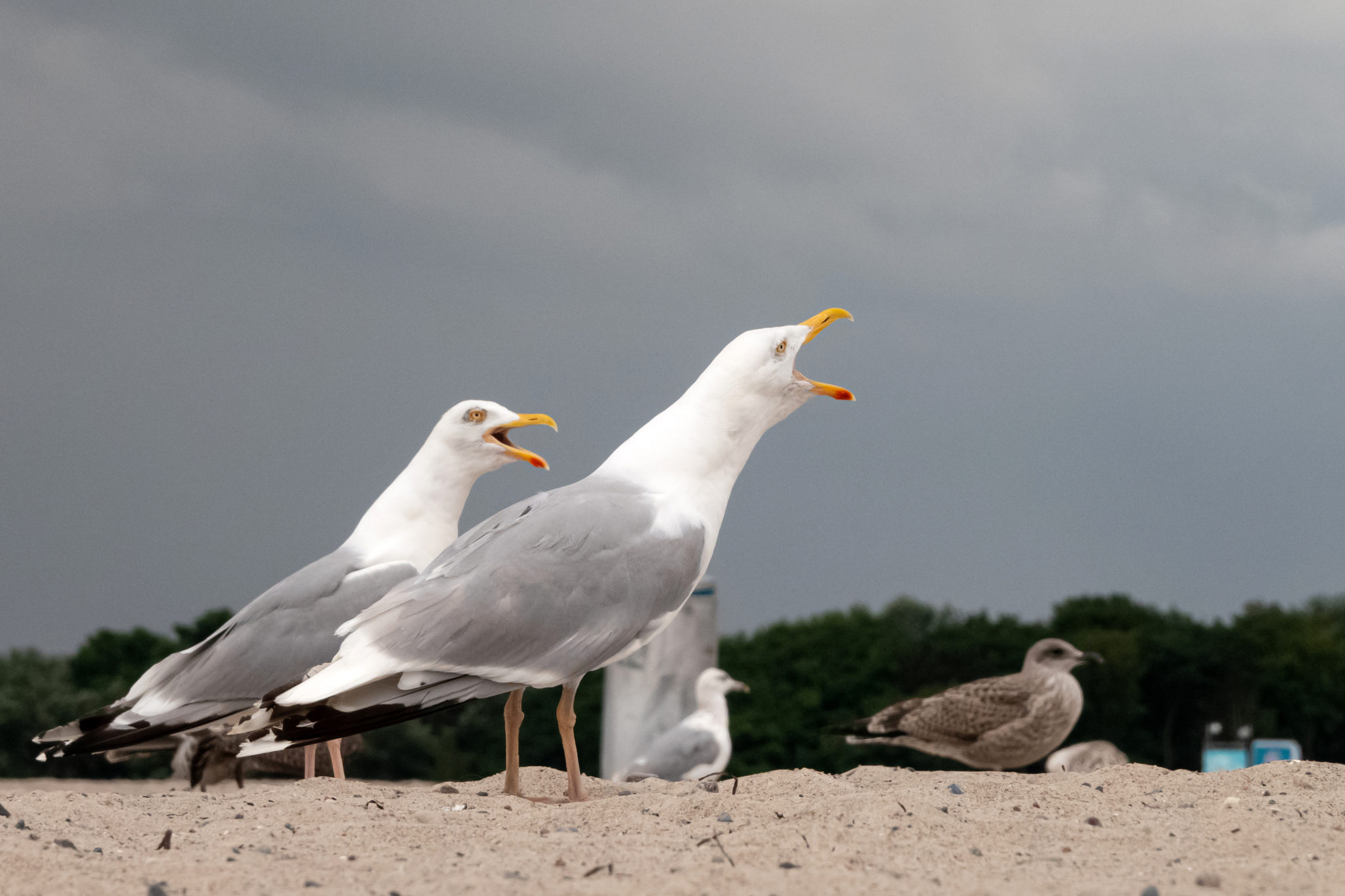 The Seagull Menace Is Now A Public Health And Safety Issue | Newstalk