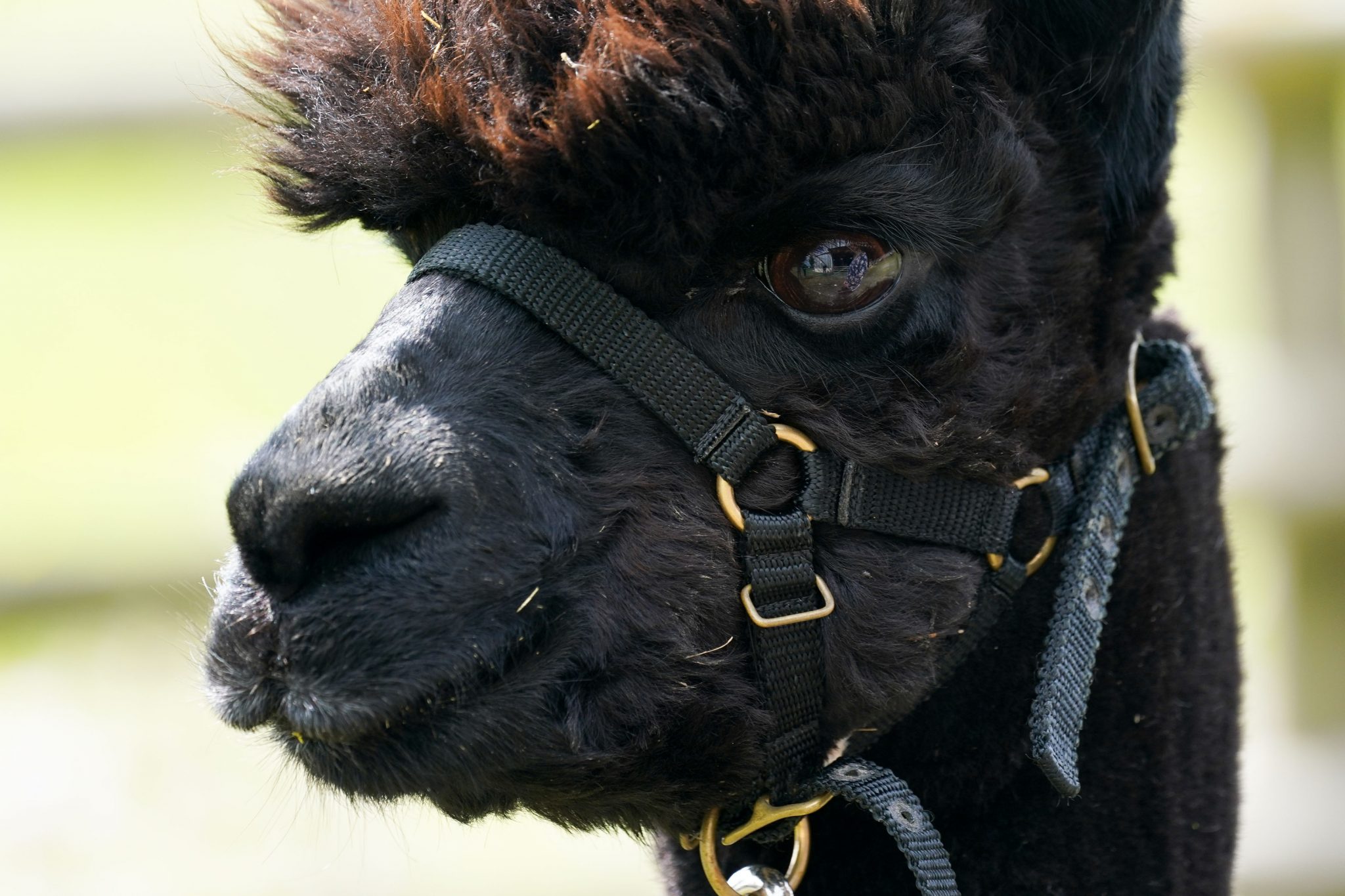 Geronimo the alpaca: Over 100,000 people back campaign to save animal ...