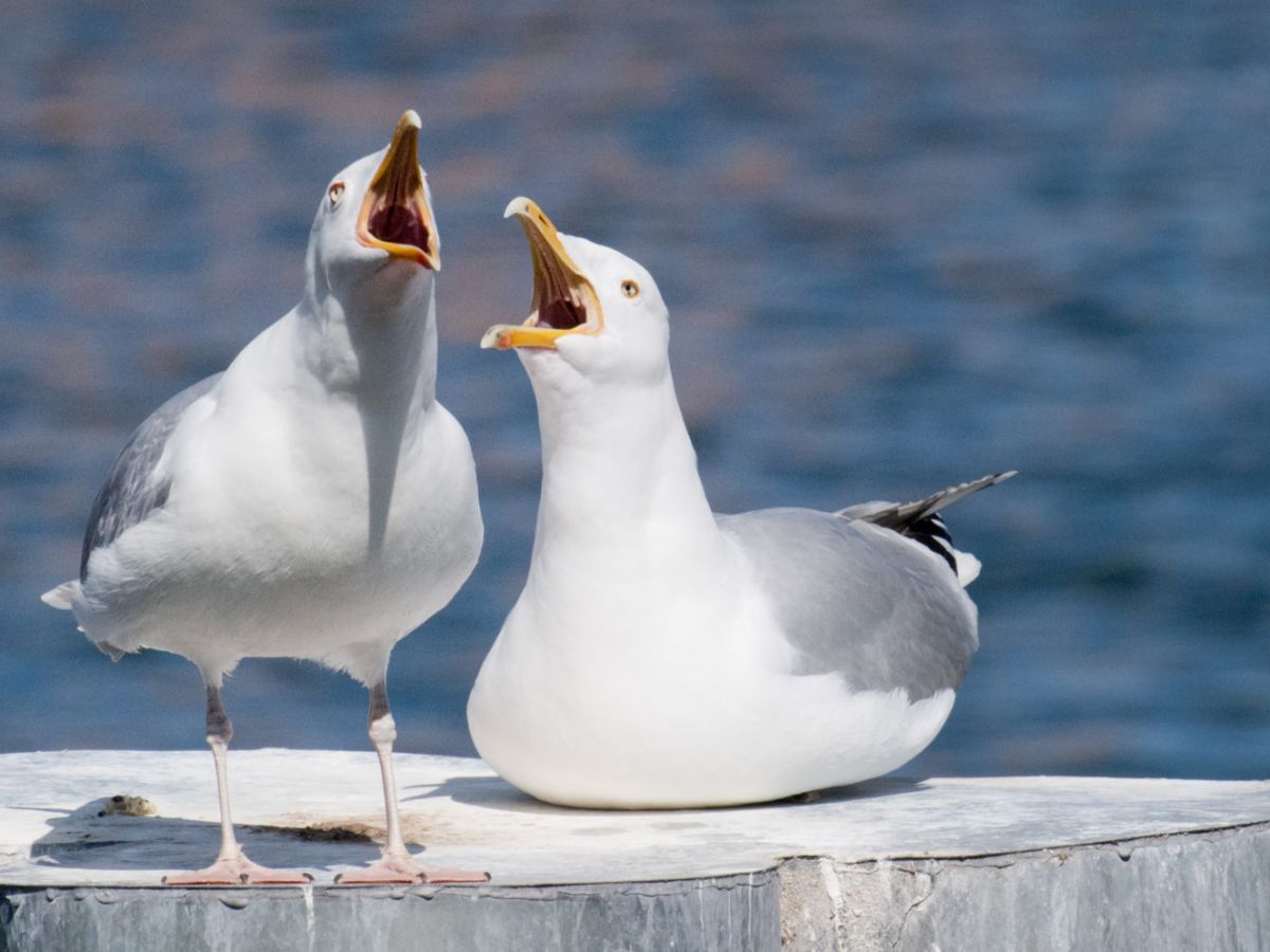 Warnings Seagulls Could Become More Aggressive During Nesting Season