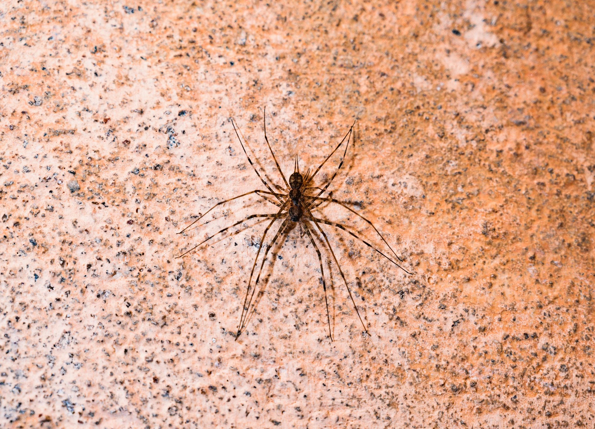 ''This is spider mating season, they're out on the pull...'' | Newstalk
