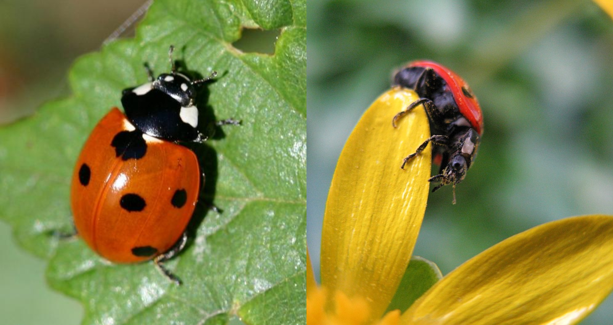 Why Ladybirds Are One Of The Smelliest Animals On Earth