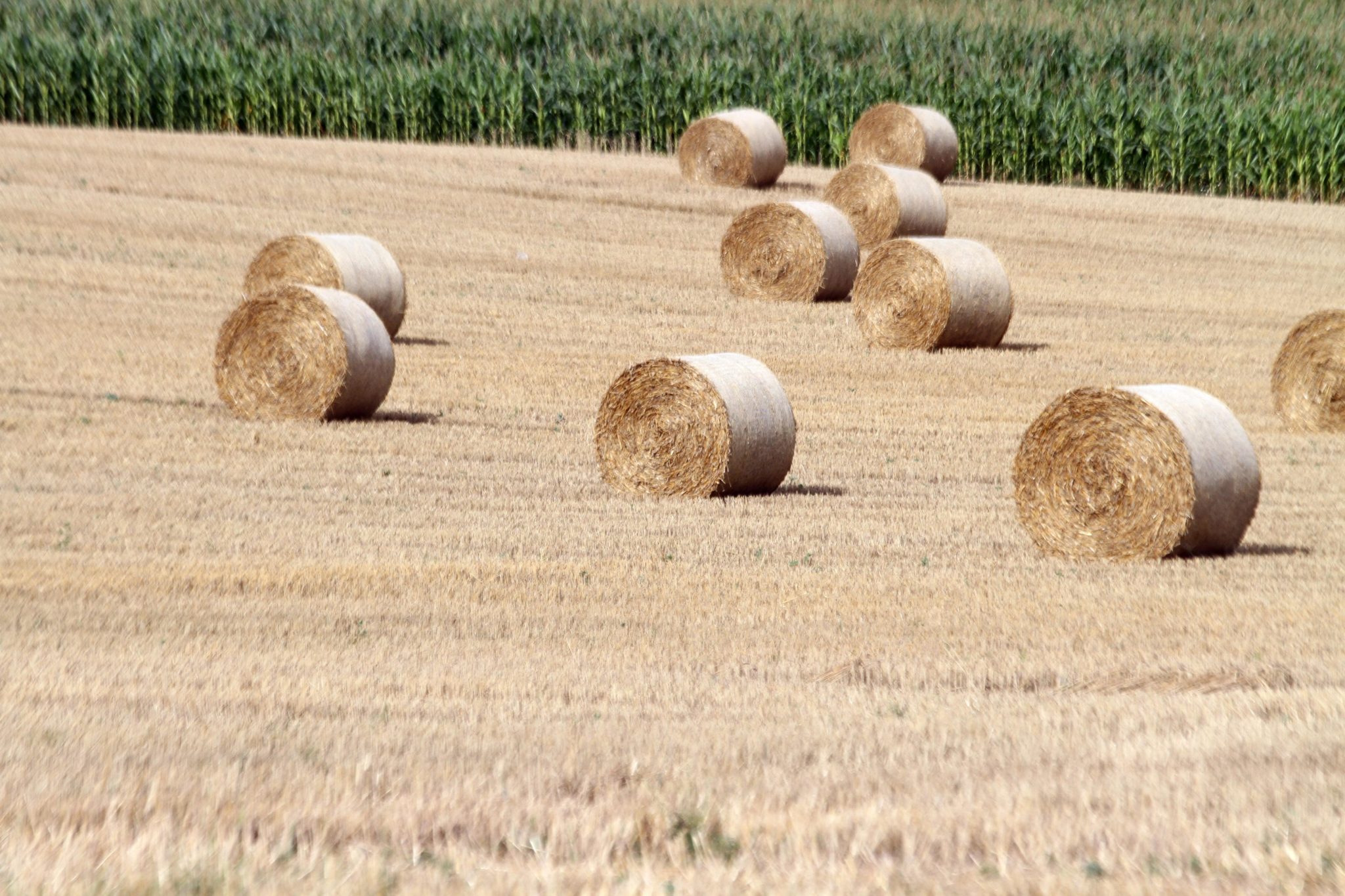 Farming: What's the difference between fodder and silage? | Newstalk