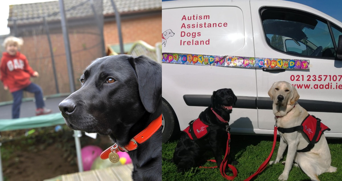 These Dogs Are Changing Thousands Of Lives Around Ireland