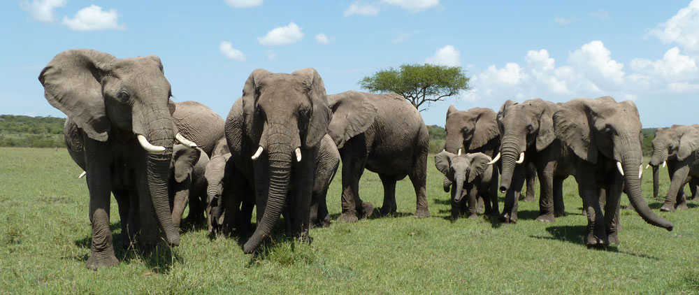 Understanding elephants... | Newstalk