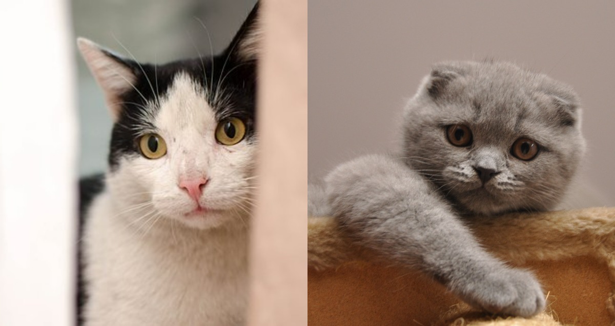 How To Know If Your Cat Is A Psychopath