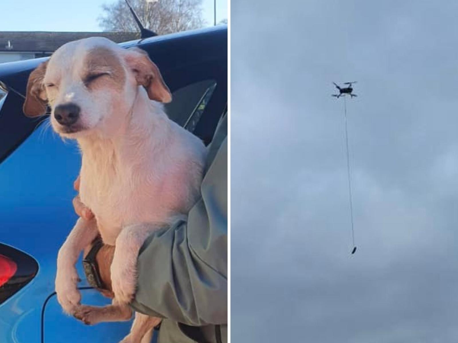 Stranded dog saved from drowning with sausage dangled from a drone ...