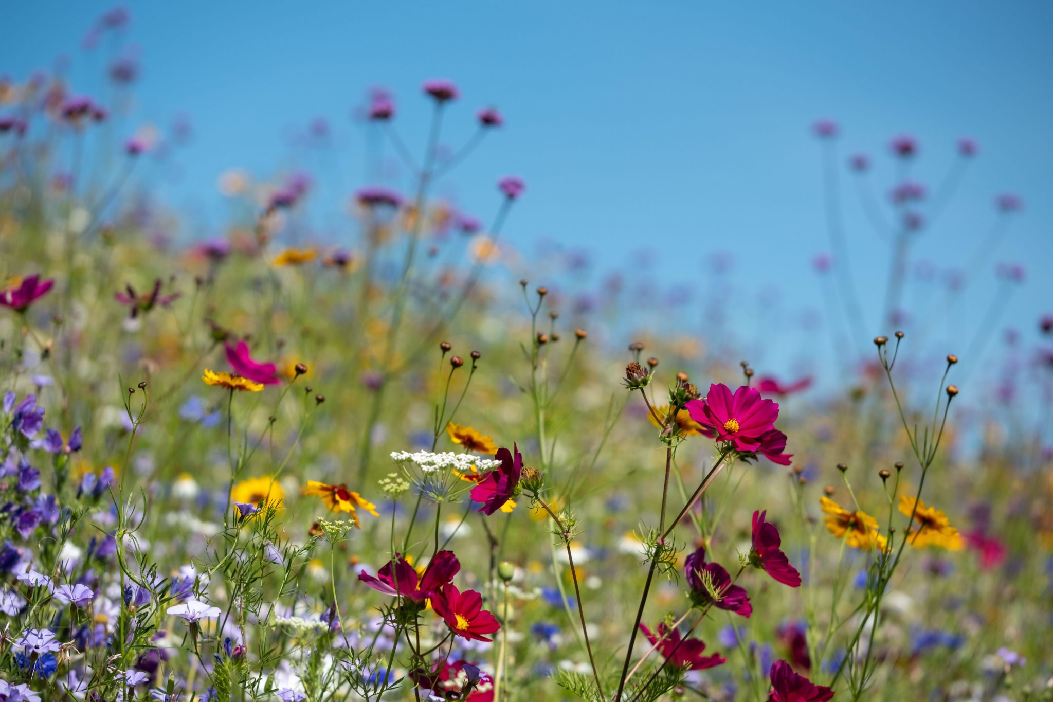 Ireland will soon have a citizen’s assembly on biodiversity | Newstalk