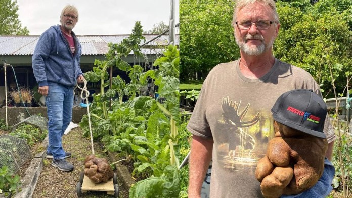 Owner of 'Doug The Potato' Says He'll 'Kill The Bugger' If Not Named ...
